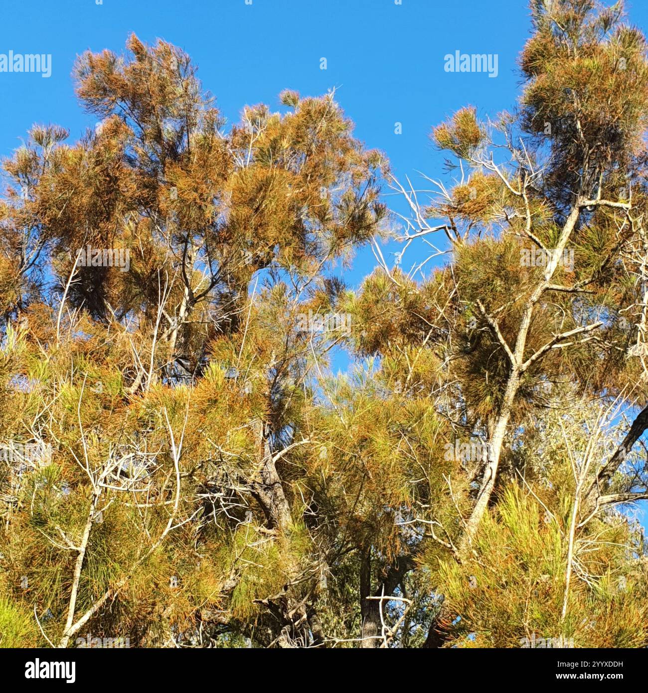 River sheoak (Casuarina cunninghamiana Stock Photo - Alamy