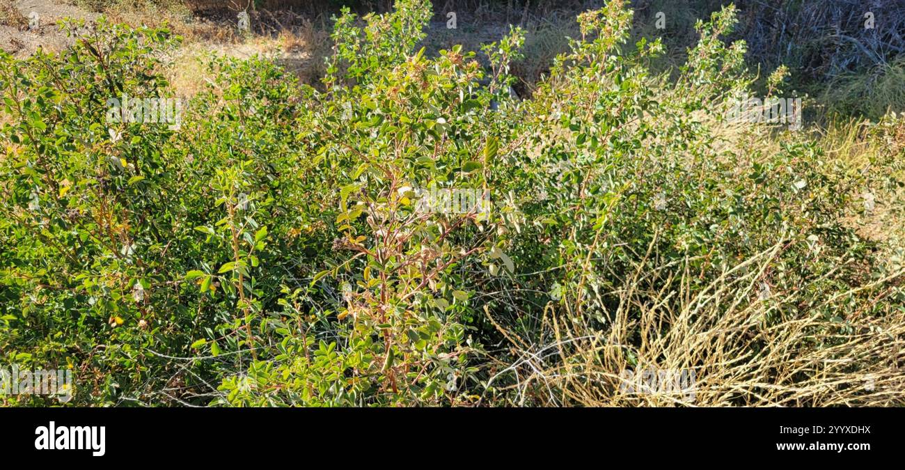 California Wild Rose (Rosa californica Stock Photo - Alamy