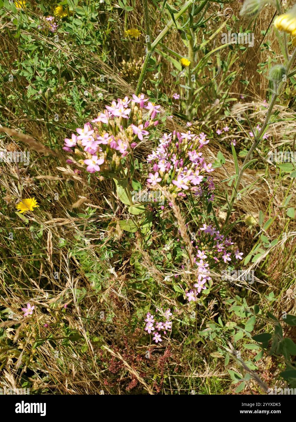 Common centaury (Centaurium erythraea Stock Photo - Alamy