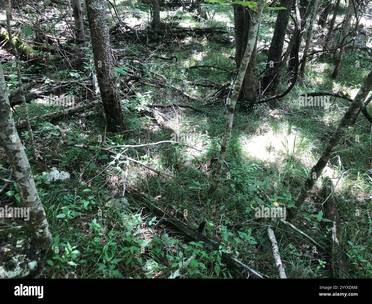 Limestone Forest Sedge (Carex superata Stock Photo - Alamy