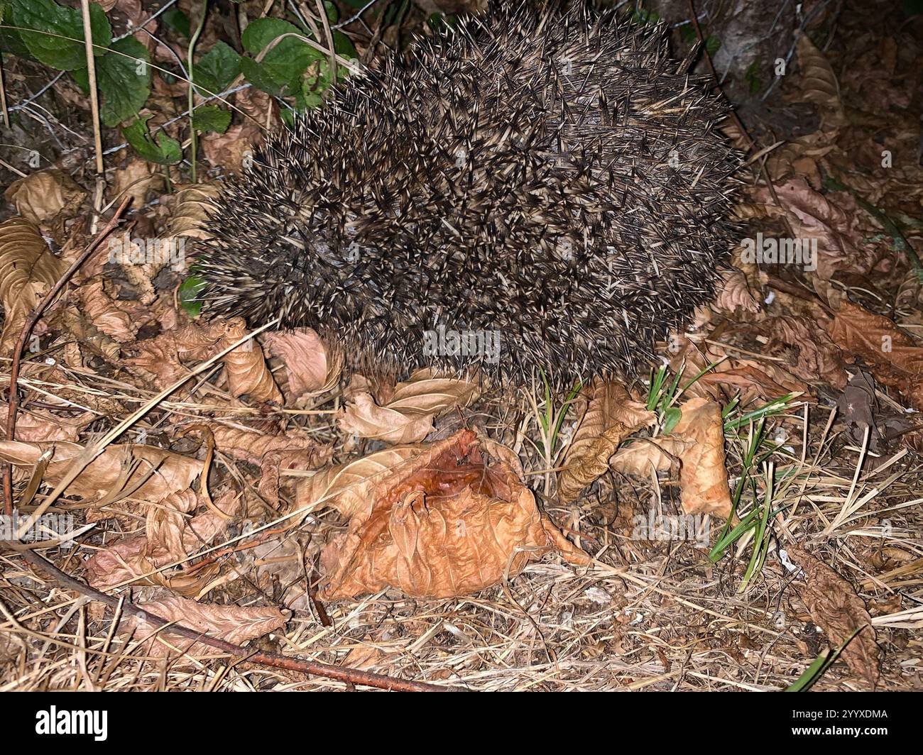 Common Hedgehog (Erinaceus europaeus Stock Photo - Alamy