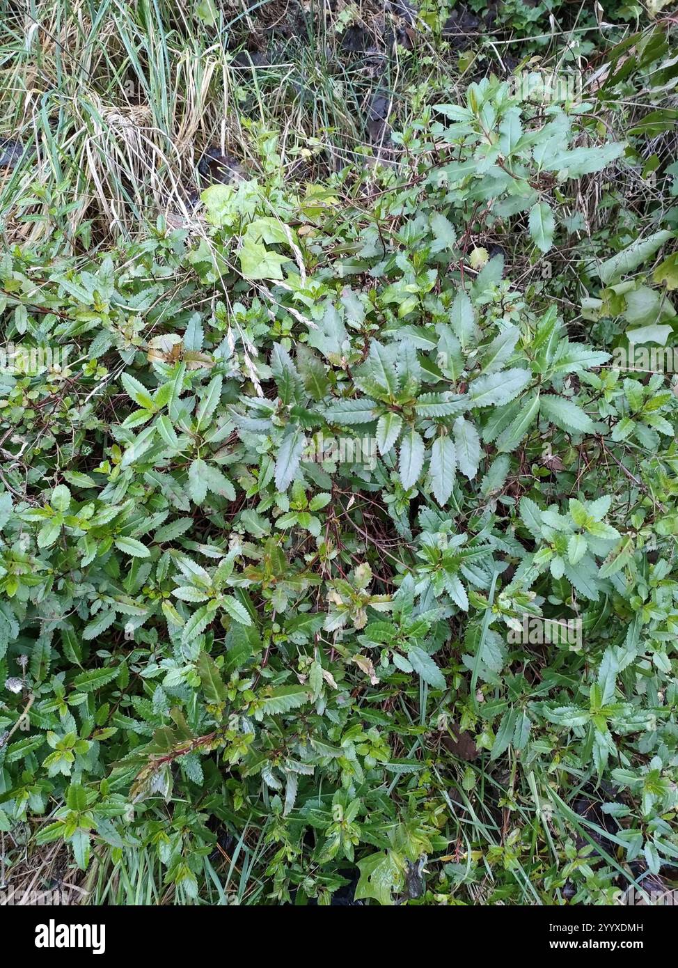 Shrubby Haloragis (Haloragis erecta Stock Photo - Alamy