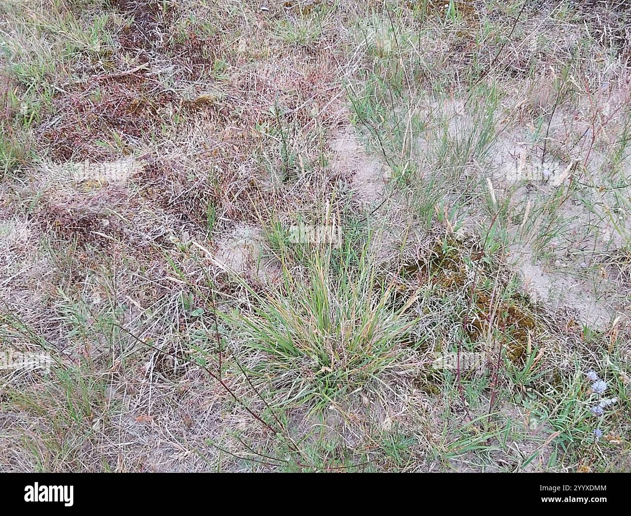 mountain heath grass (Danthonia decumbens Stock Photo - Alamy