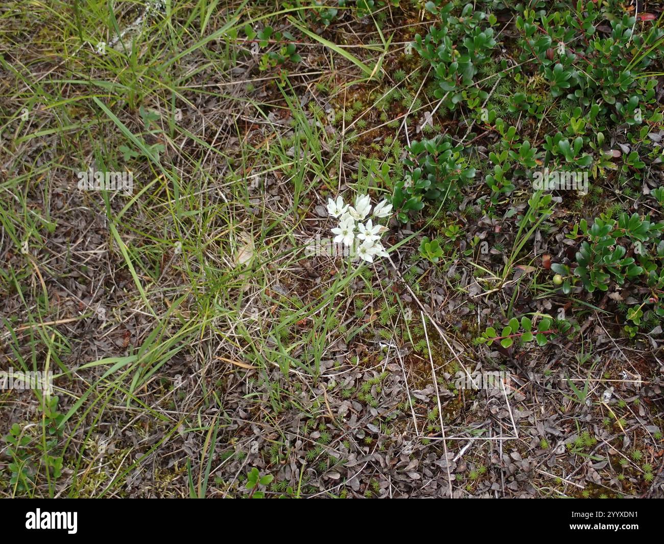 White brodiaea hi-res stock photography and images - Alamy