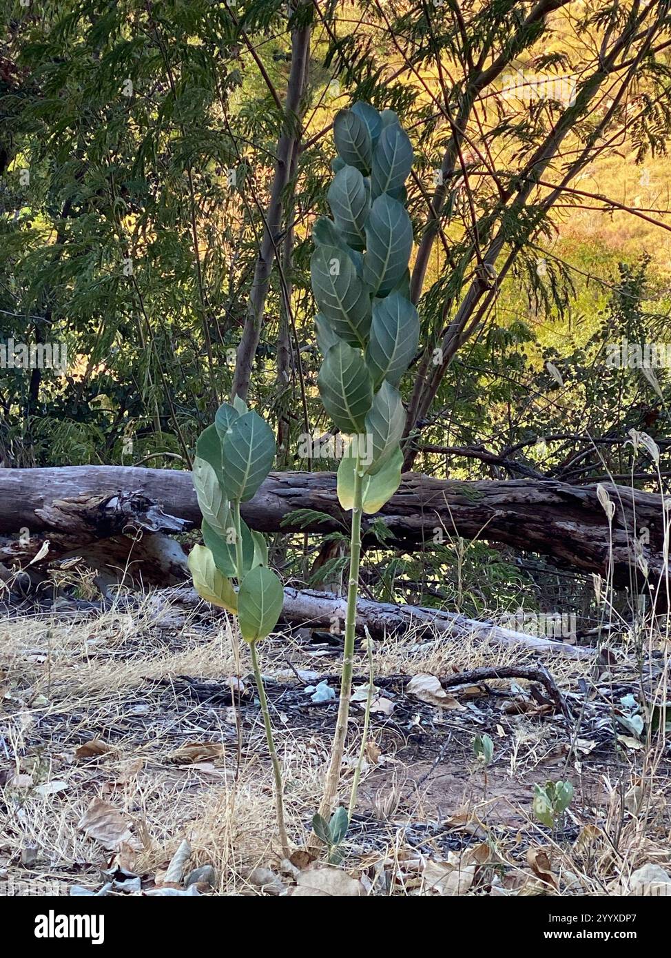 giant milkweed (Calotropis procera Stock Photo - Alamy