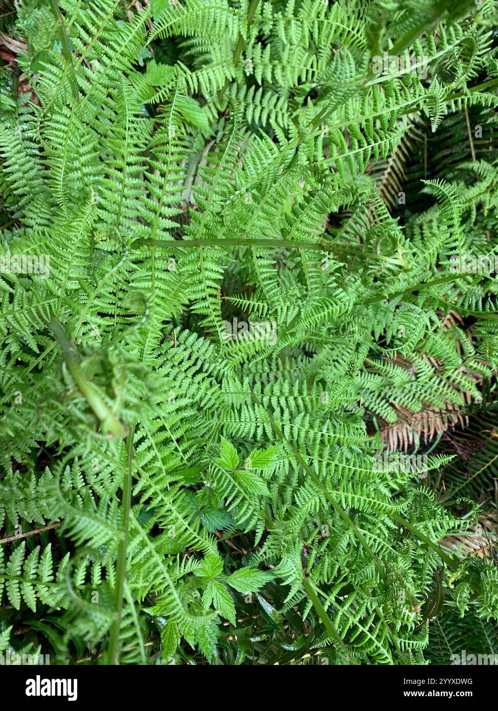 western lady fern (Athyrium filix-femina cyclosorum Stock Photo - Alamy