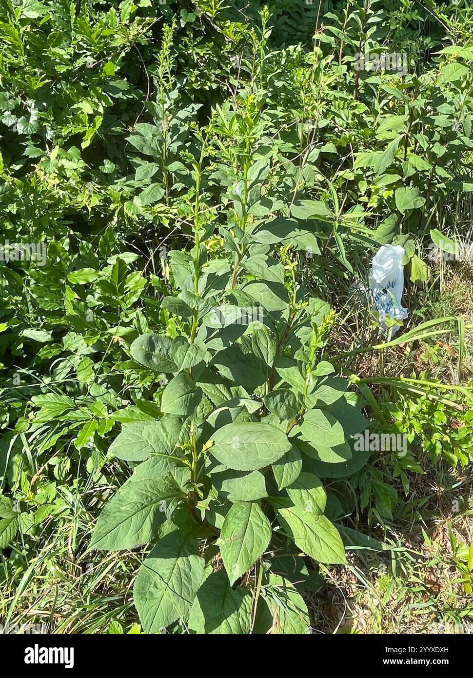 southern rough-leaved goldenrod (Solidago patula strictula Stock Photo ...