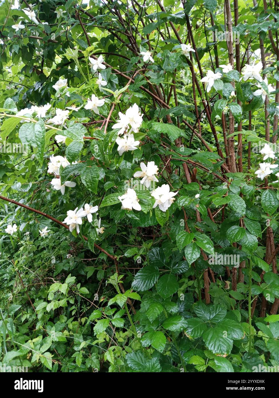 Lewis' mock orange (Philadelphus lewisii Stock Photo - Alamy