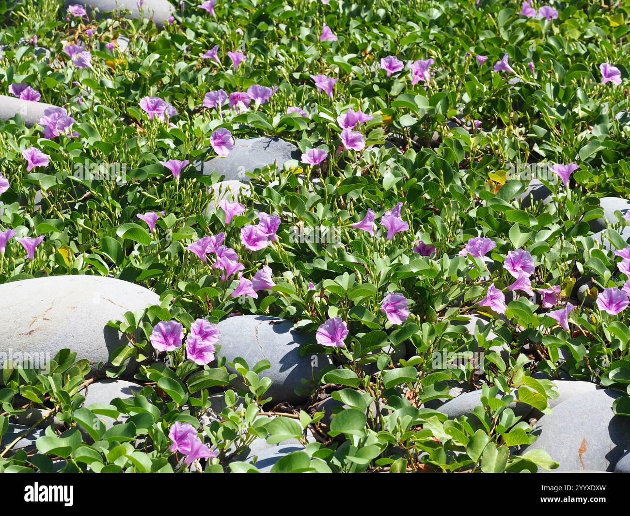 Beach Morning Glory (Ipomoea pes-caprae Stock Photo - Alamy