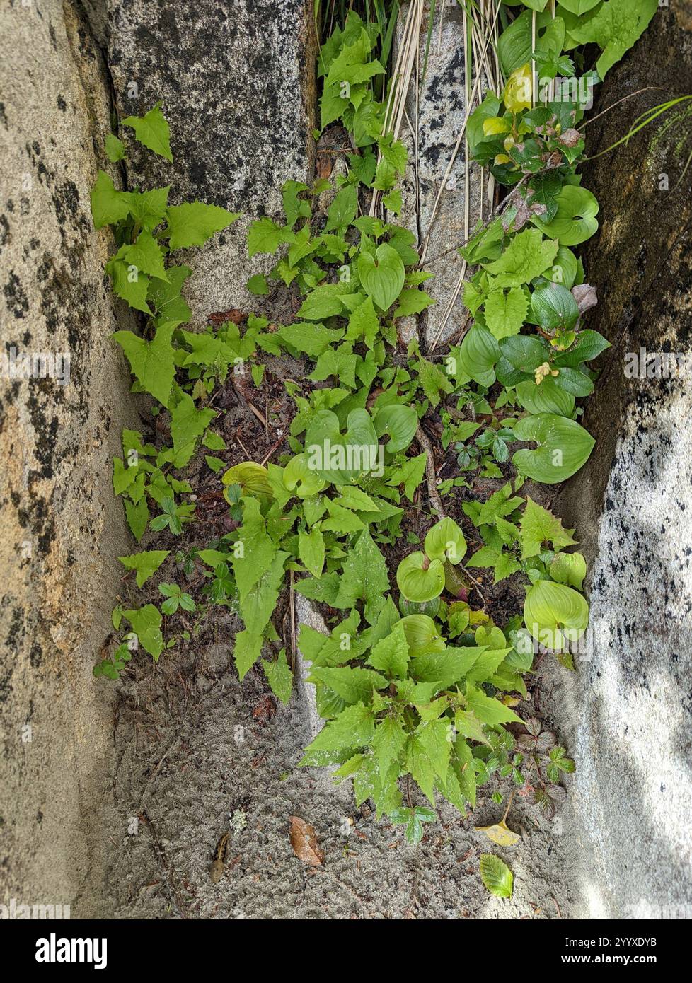 western rattlesnake root (Nabalus alatus Stock Photo - Alamy