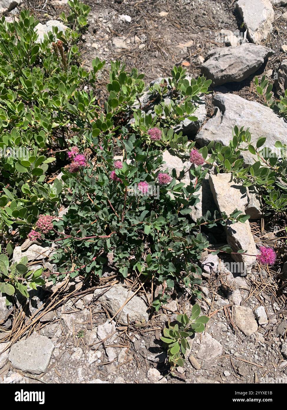 Mountain Spirea (Spiraea splendens Stock Photo - Alamy