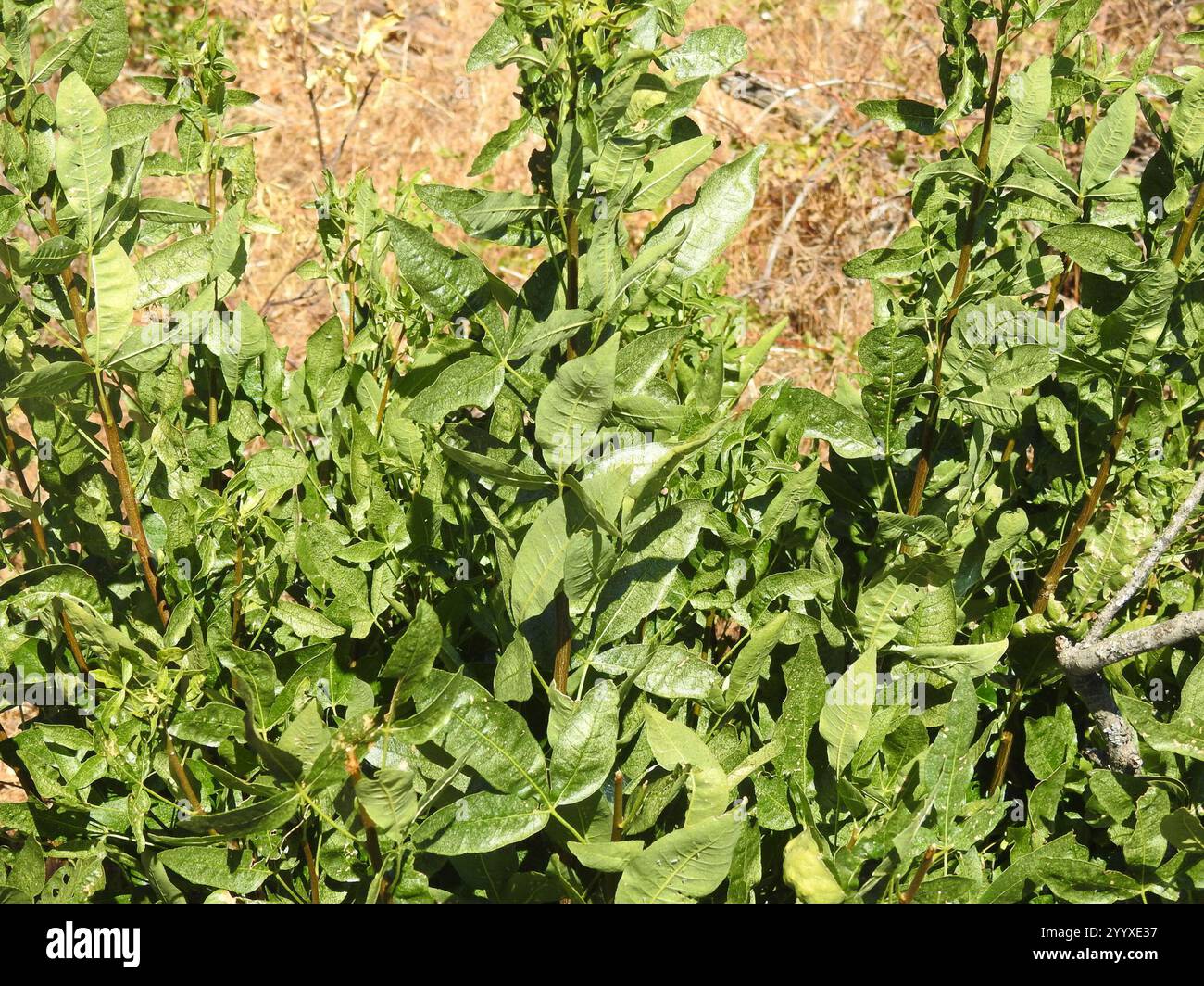 Western Hoptree (Ptelea crenulata Stock Photo - Alamy