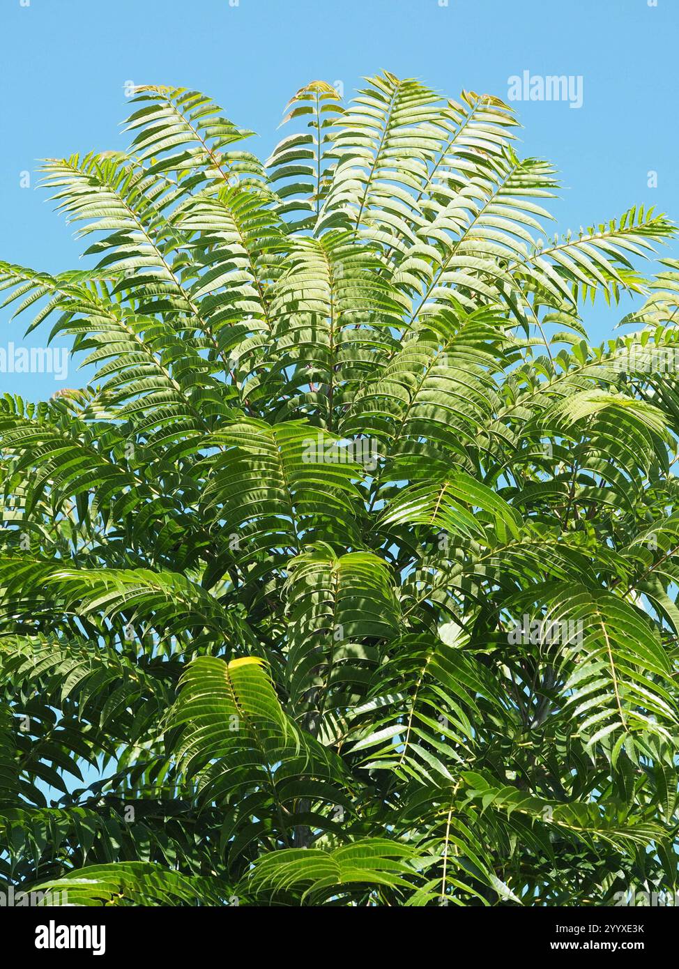Tun tree (Toona sinensis Stock Photo - Alamy