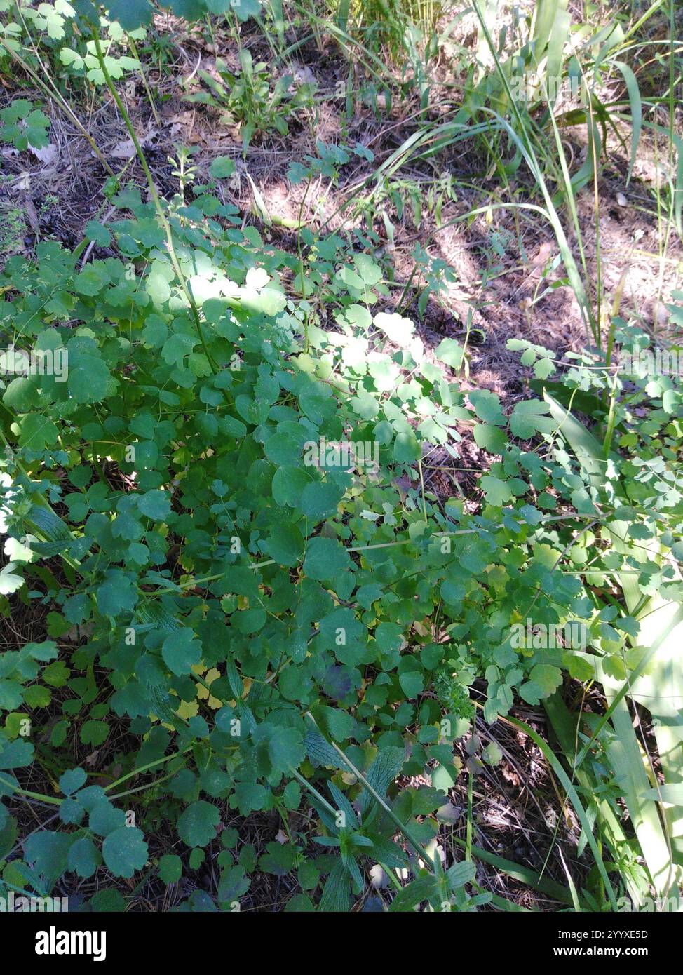 Lesser Meadow-rue (Thalictrum minus Stock Photo - Alamy