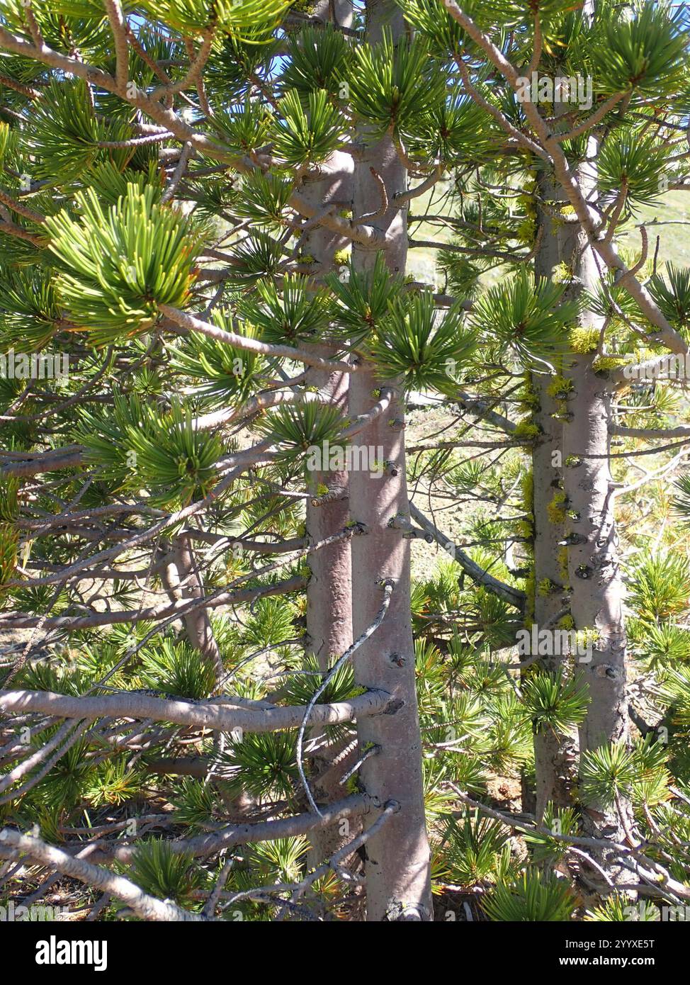 Whitebark Pine (Pinus albicaulis Stock Photo - Alamy