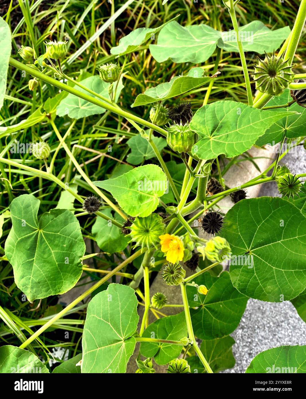 velvetleaf (Abutilon theophrasti Stock Photo - Alamy