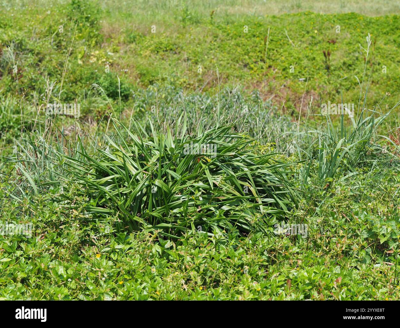 cerulean flax-lily (Dianella ensifolia Stock Photo - Alamy