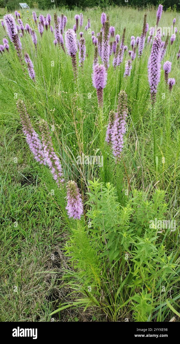 prairie blazing star (Liatris pycnostachya Stock Photo - Alamy