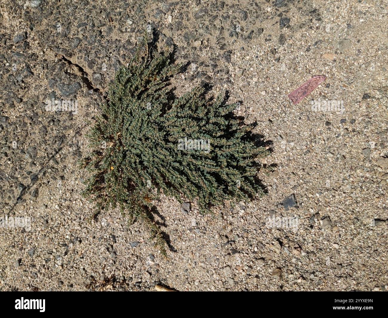 prostrate sandmat (Euphorbia prostrata Stock Photo - Alamy