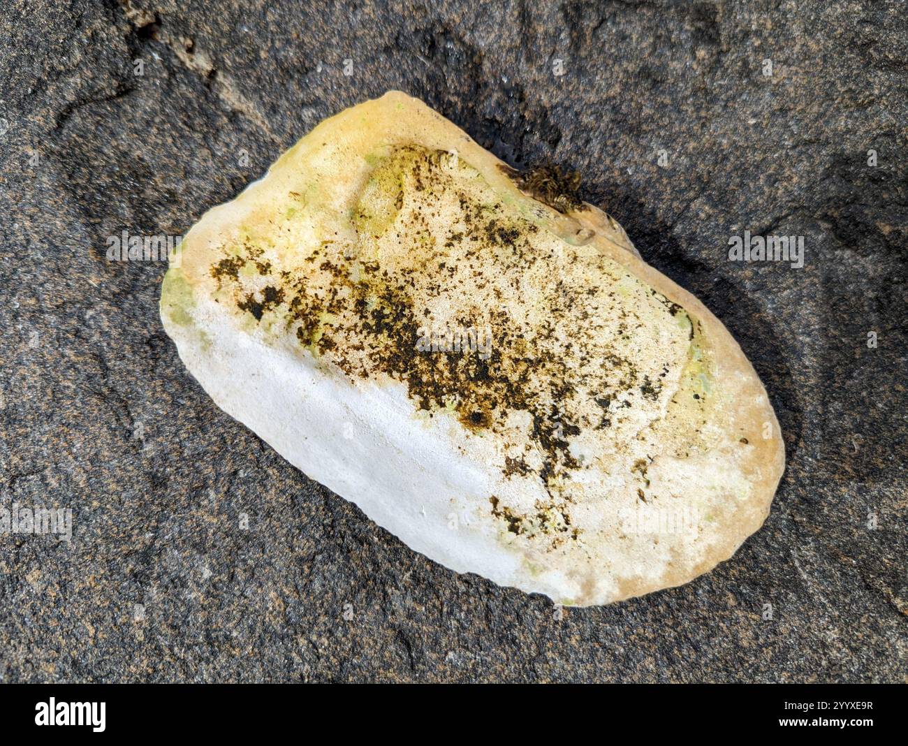 Pacific Geoduck (Panopea generosa Stock Photo - Alamy