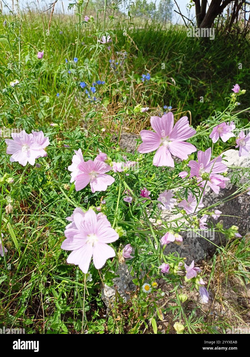 Greater Musk-mallow (Malva alcea Stock Photo - Alamy