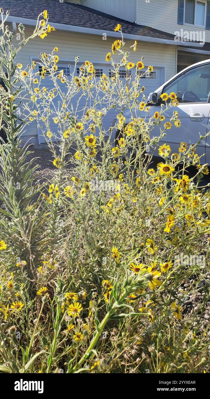 Common Madia (Madia elegans Stock Photo - Alamy