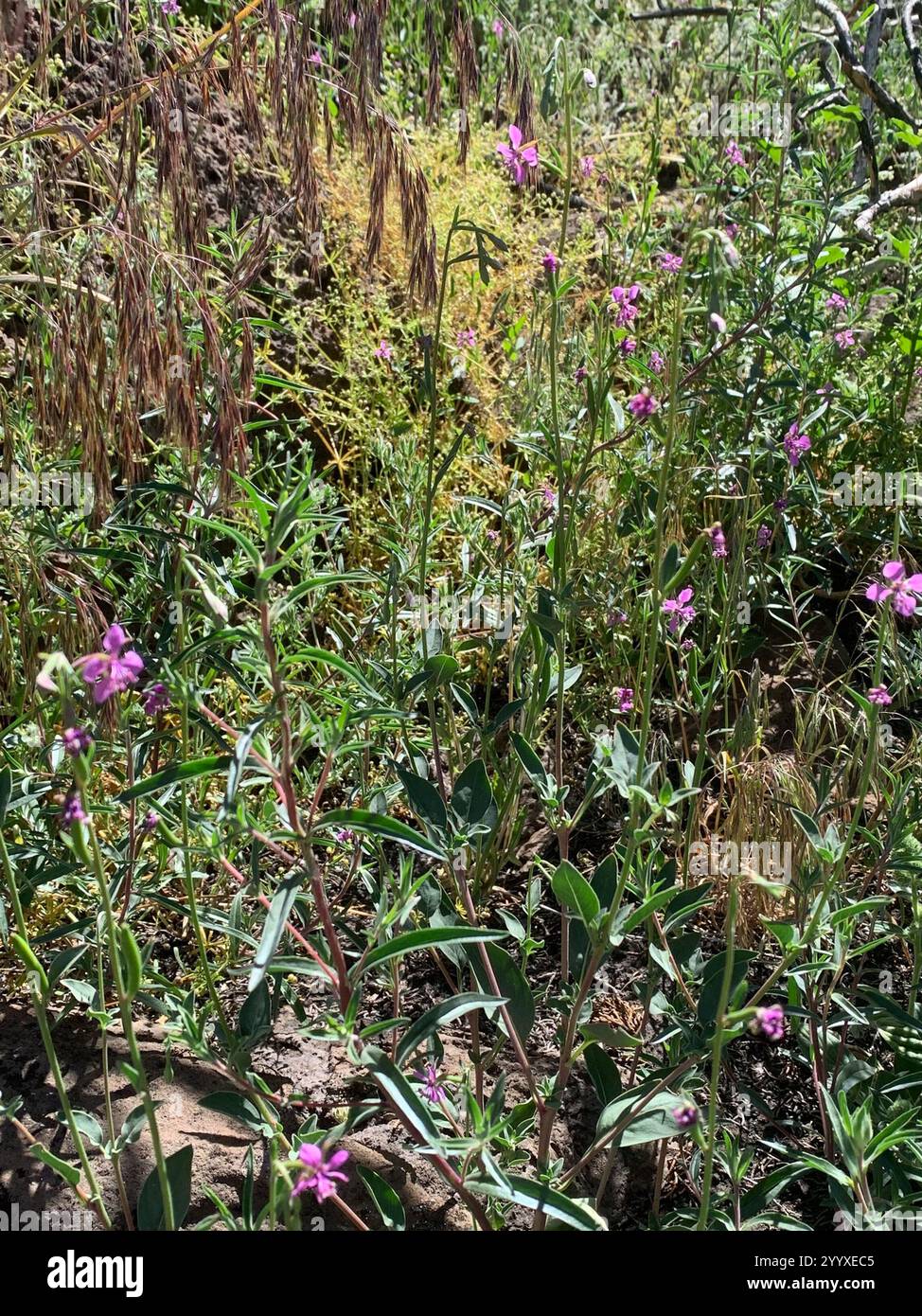 diamond clarkia (Clarkia rhomboidea Stock Photo - Alamy
