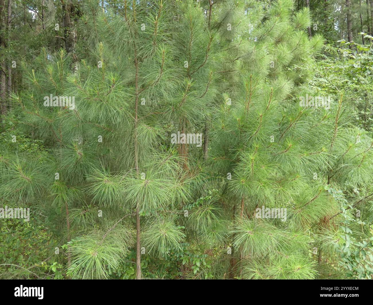 loblolly pine (Pinus taeda Stock Photo - Alamy