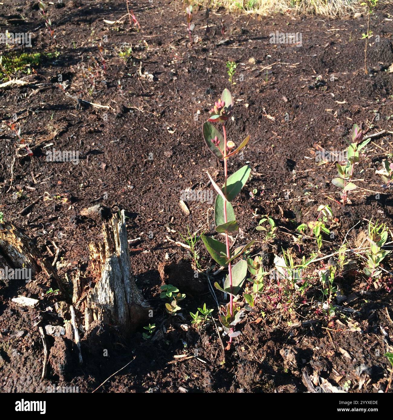 Fraser's marsh St. John's-wort (Hypericum fraseri Stock Photo - Alamy