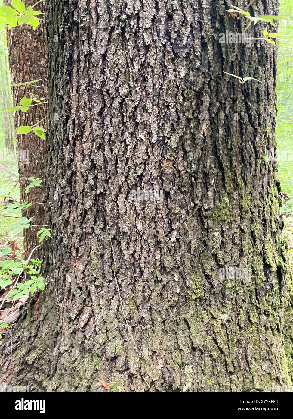cherrybark oak (Quercus pagoda Stock Photo - Alamy