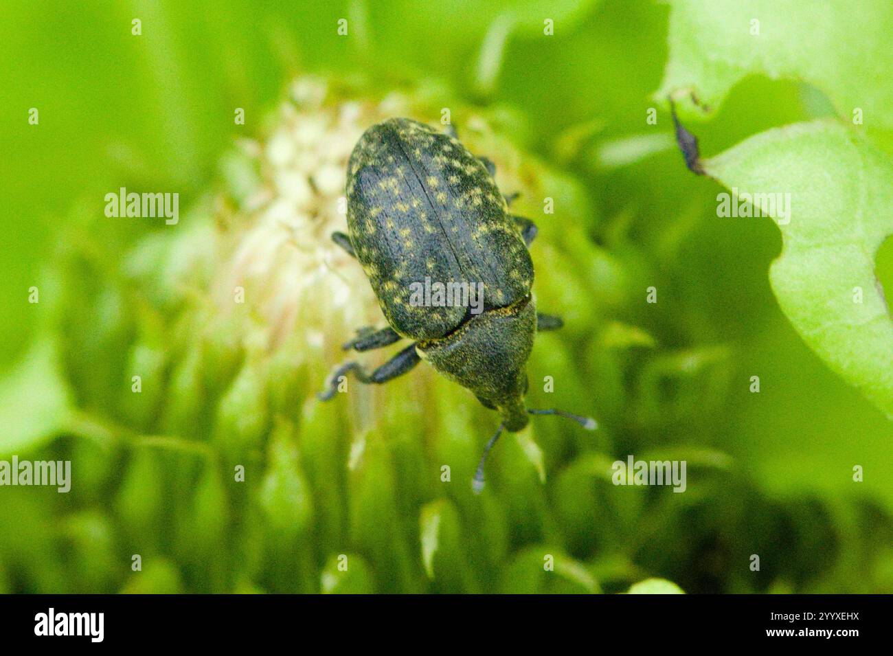 Cylindrical weevil hi-res stock photography and images - Alamy