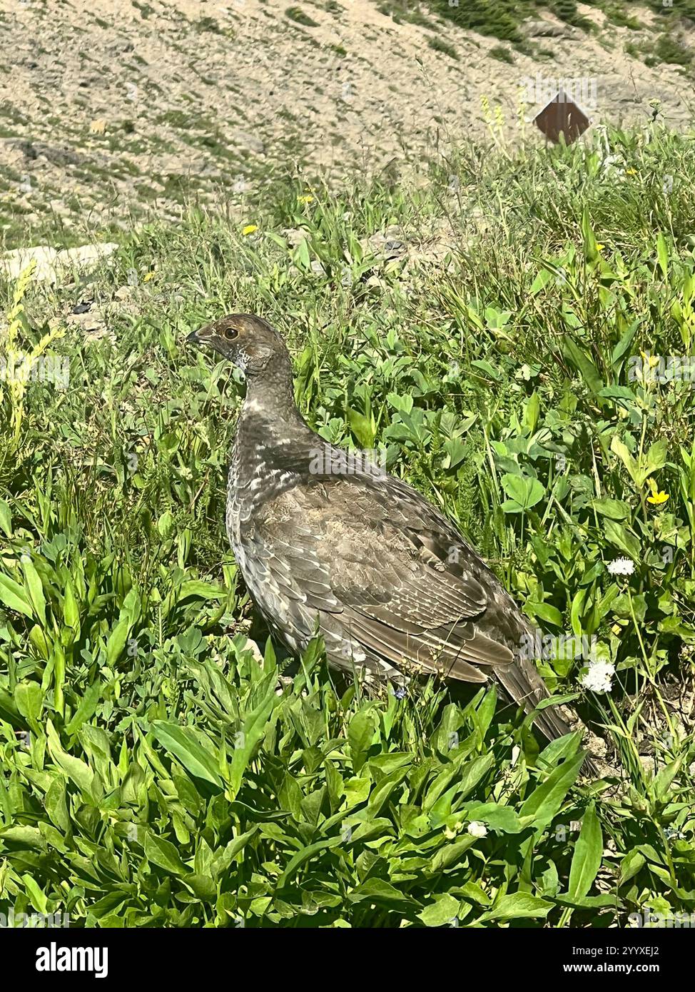 Dusky Grouse (Dendragapus obscurus Stock Photo - Alamy
