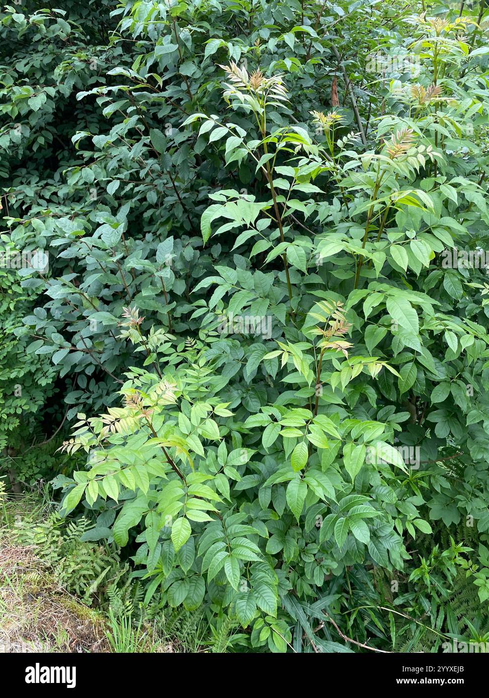 European ash (Fraxinus excelsior Stock Photo - Alamy