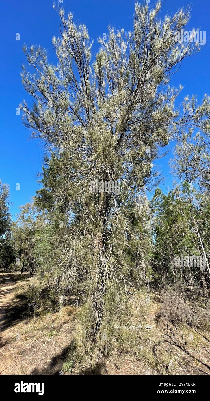 Buloke (Allocasuarina luehmannii Stock Photo - Alamy