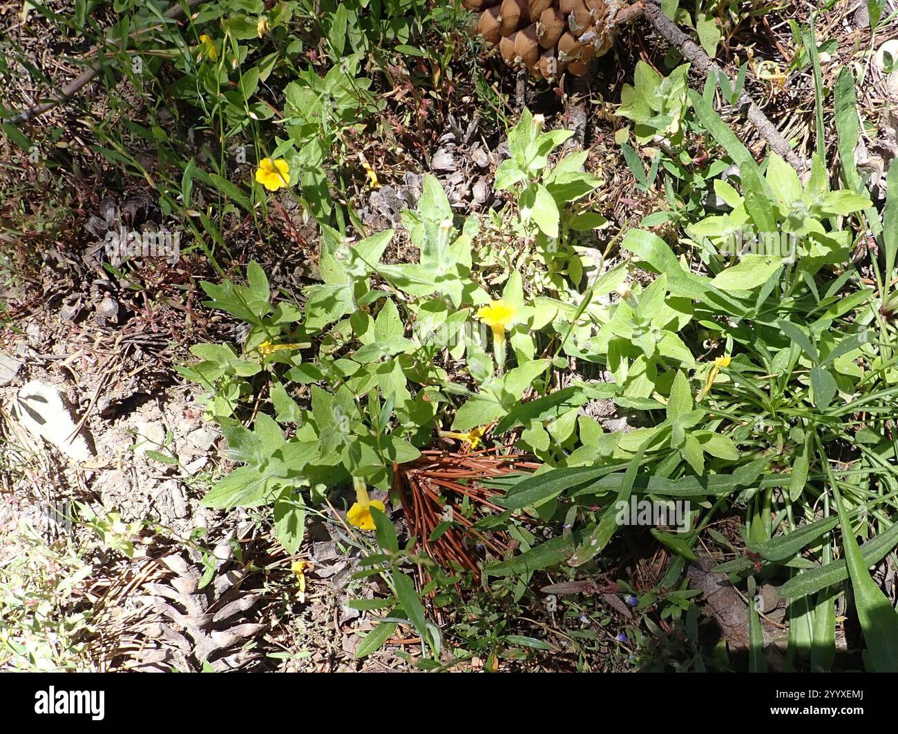 Erythranthe moschata hi-res stock photography and images - Alamy