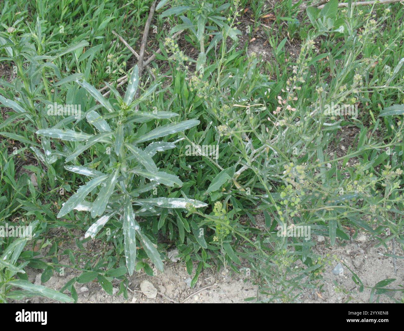 Common Peppergrass (Lepidium densiflorum Stock Photo - Alamy