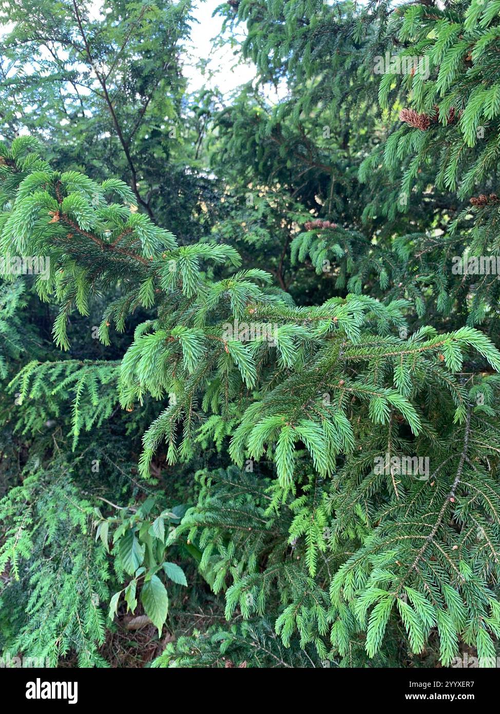 red spruce (Picea rubens Stock Photo - Alamy
