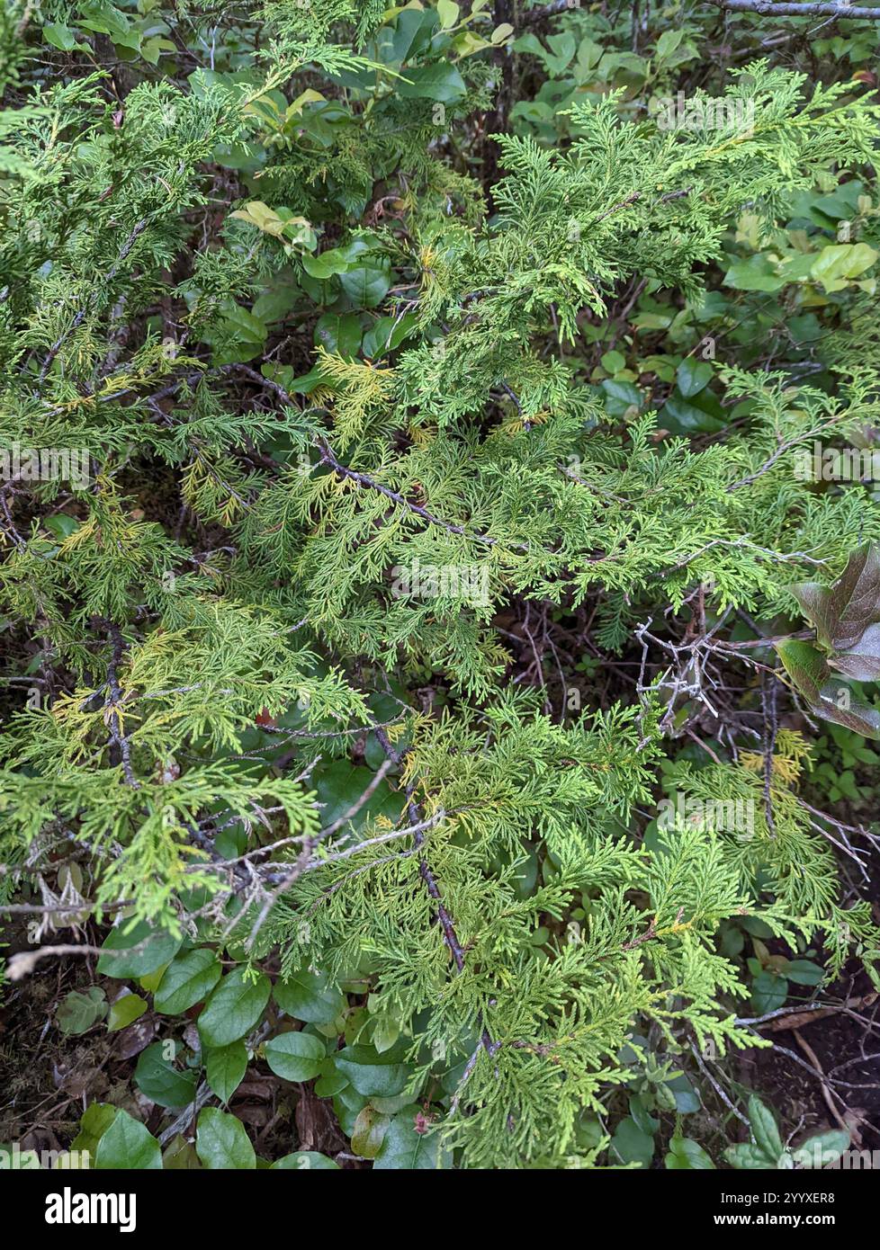 Alaska yellow cedar (Callitropsis nootkatensis Stock Photo - Alamy