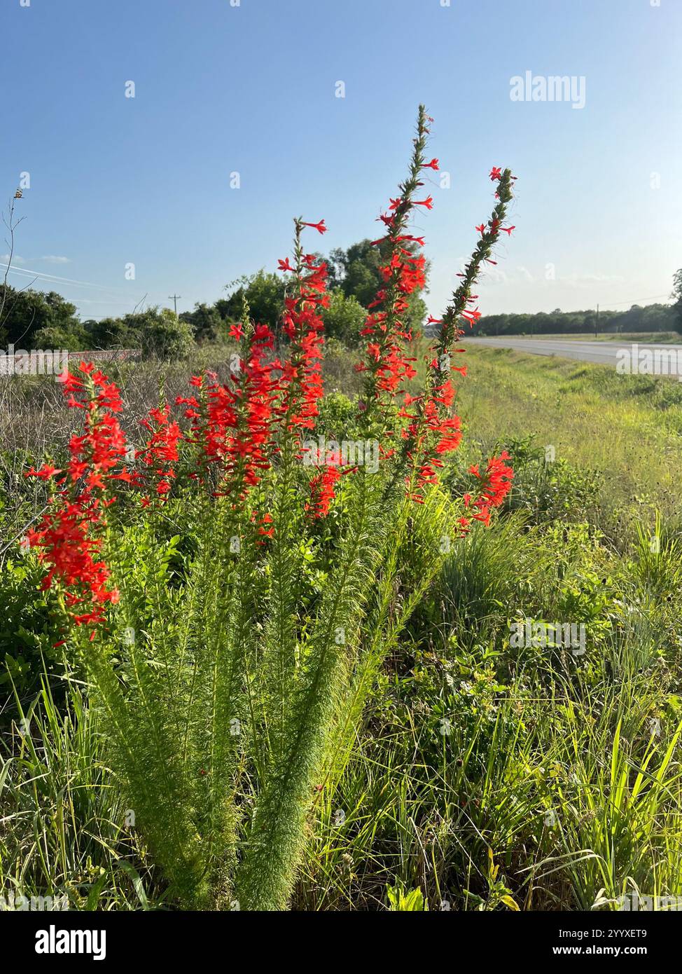 standing cypress (Ipomopsis rubra Stock Photo - Alamy