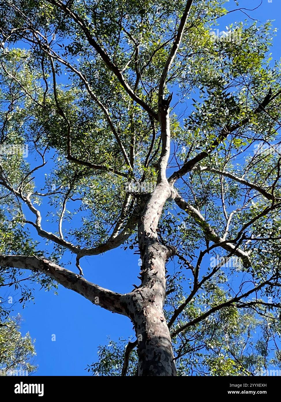 flowering plants (Angiospermae Stock Photo - Alamy