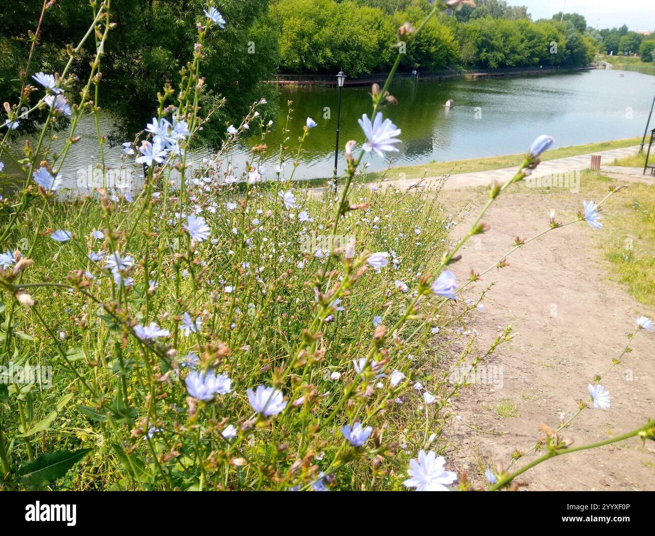 chicory (Cichorium intybus Stock Photo - Alamy
