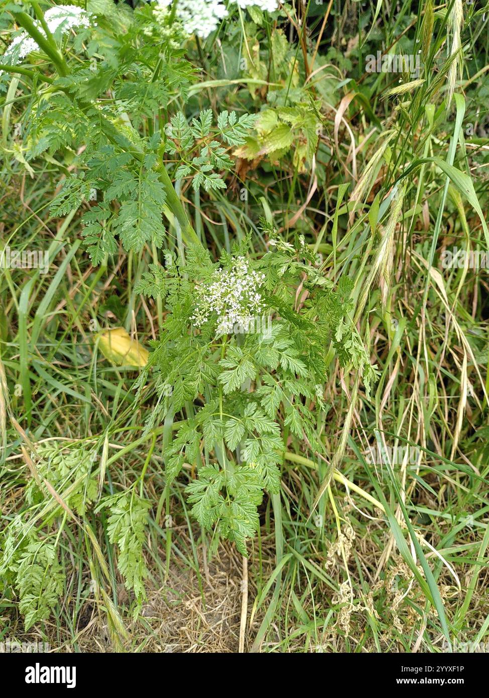 poison hemlock (Conium maculatum Stock Photo - Alamy