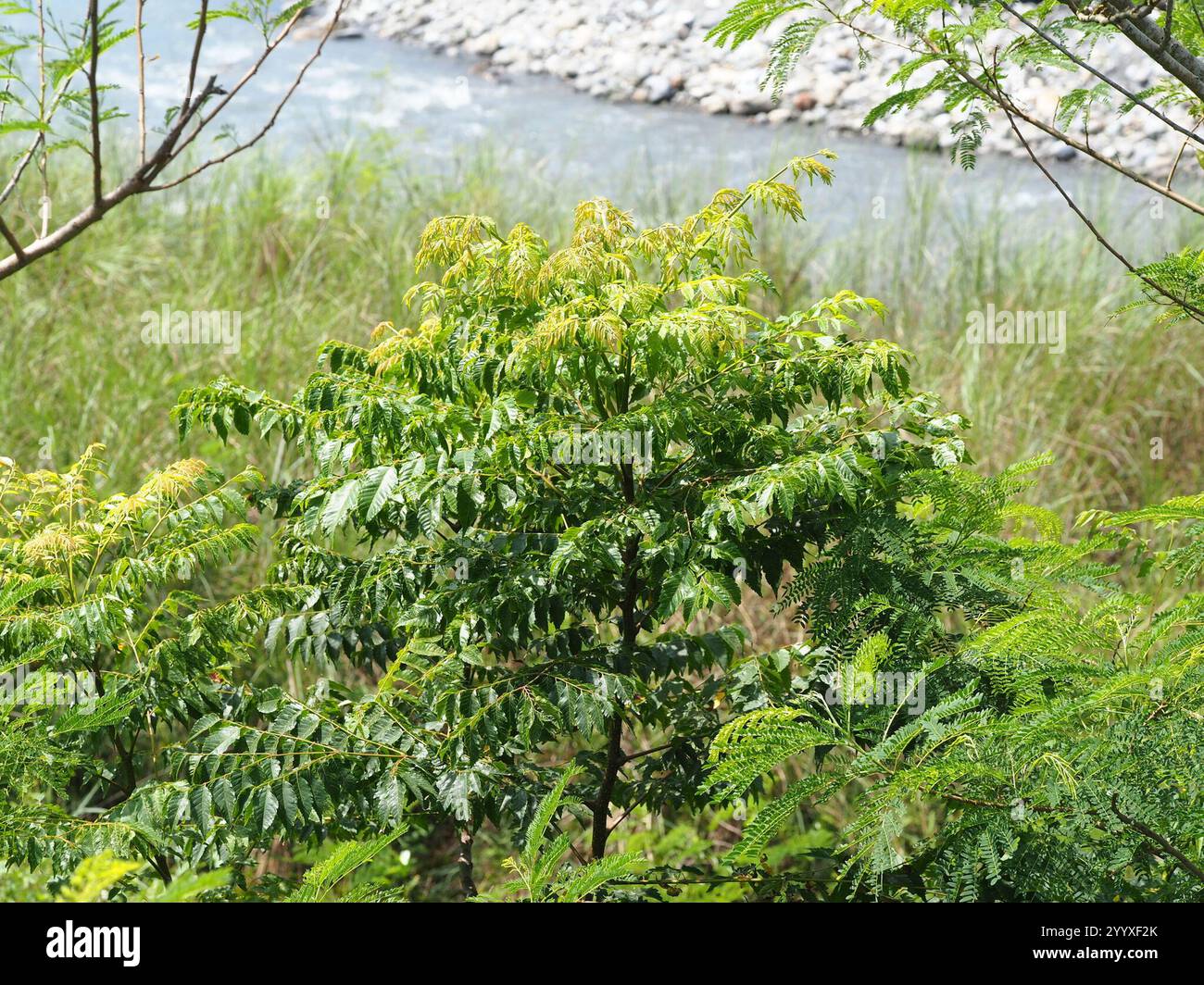 Flamegold Rain Tree (Koelreuteria elegans formosana Stock Photo - Alamy