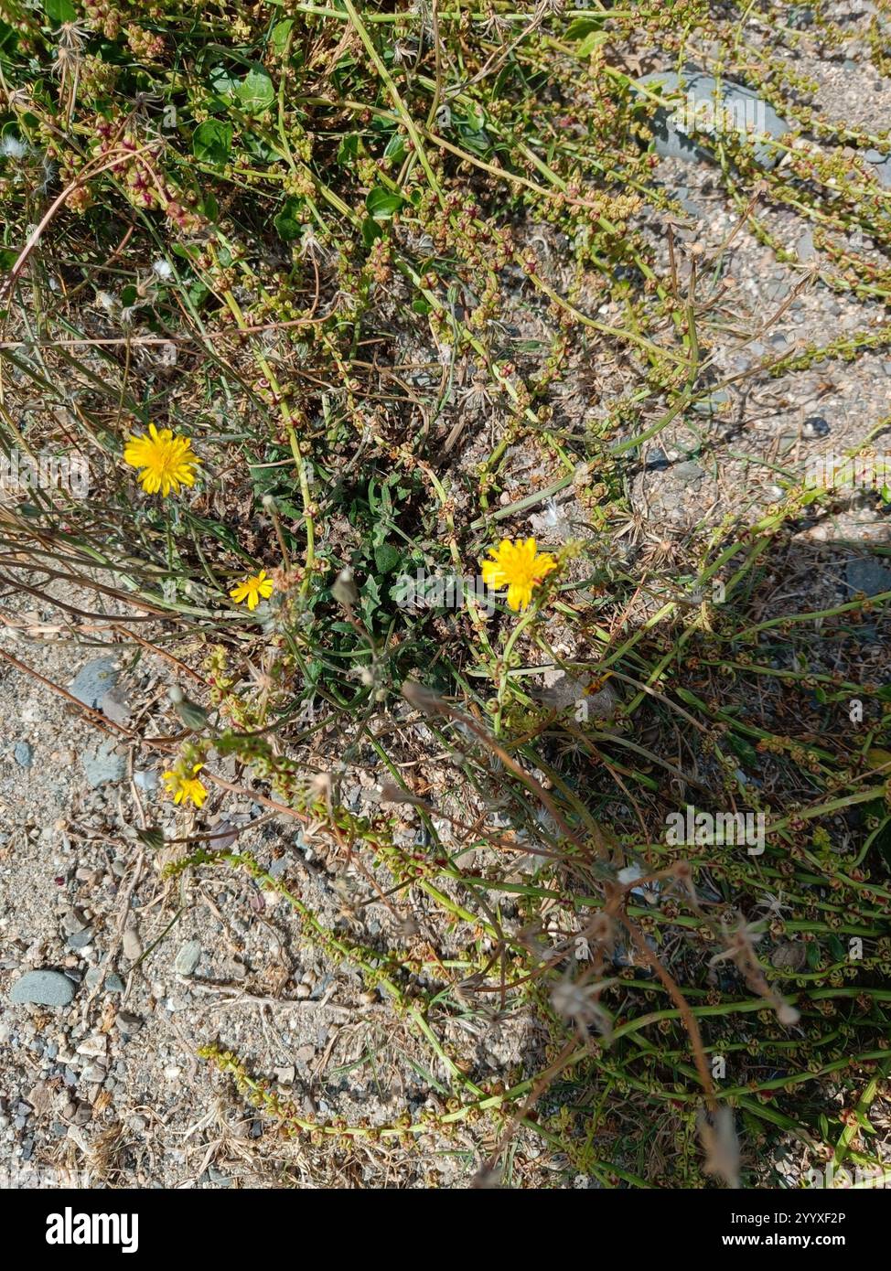 Common Cat's-ear (Hypochaeris radicata Stock Photo - Alamy