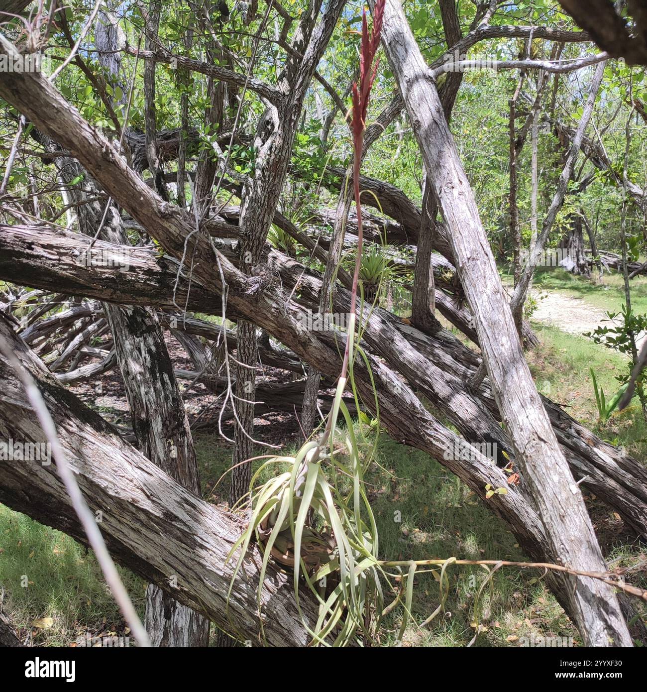 Balbis' airplant (Tillandsia balbisiana Stock Photo - Alamy