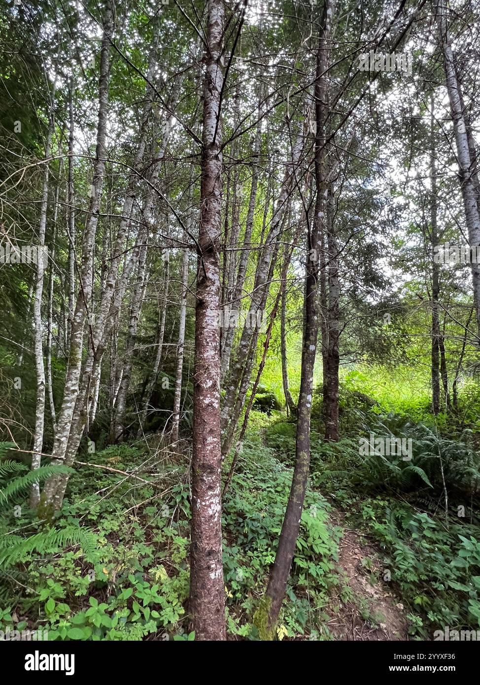 Red Alder (Alnus rubra Stock Photo - Alamy