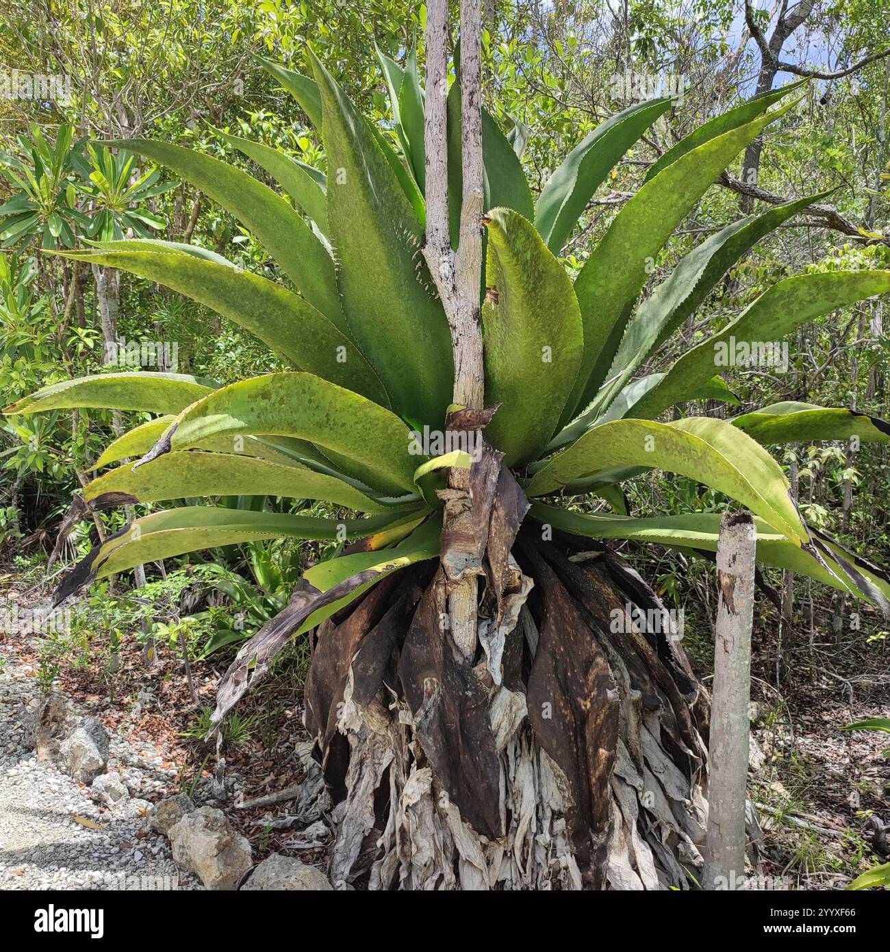 Caymanensis hi-res stock photography and images - Alamy