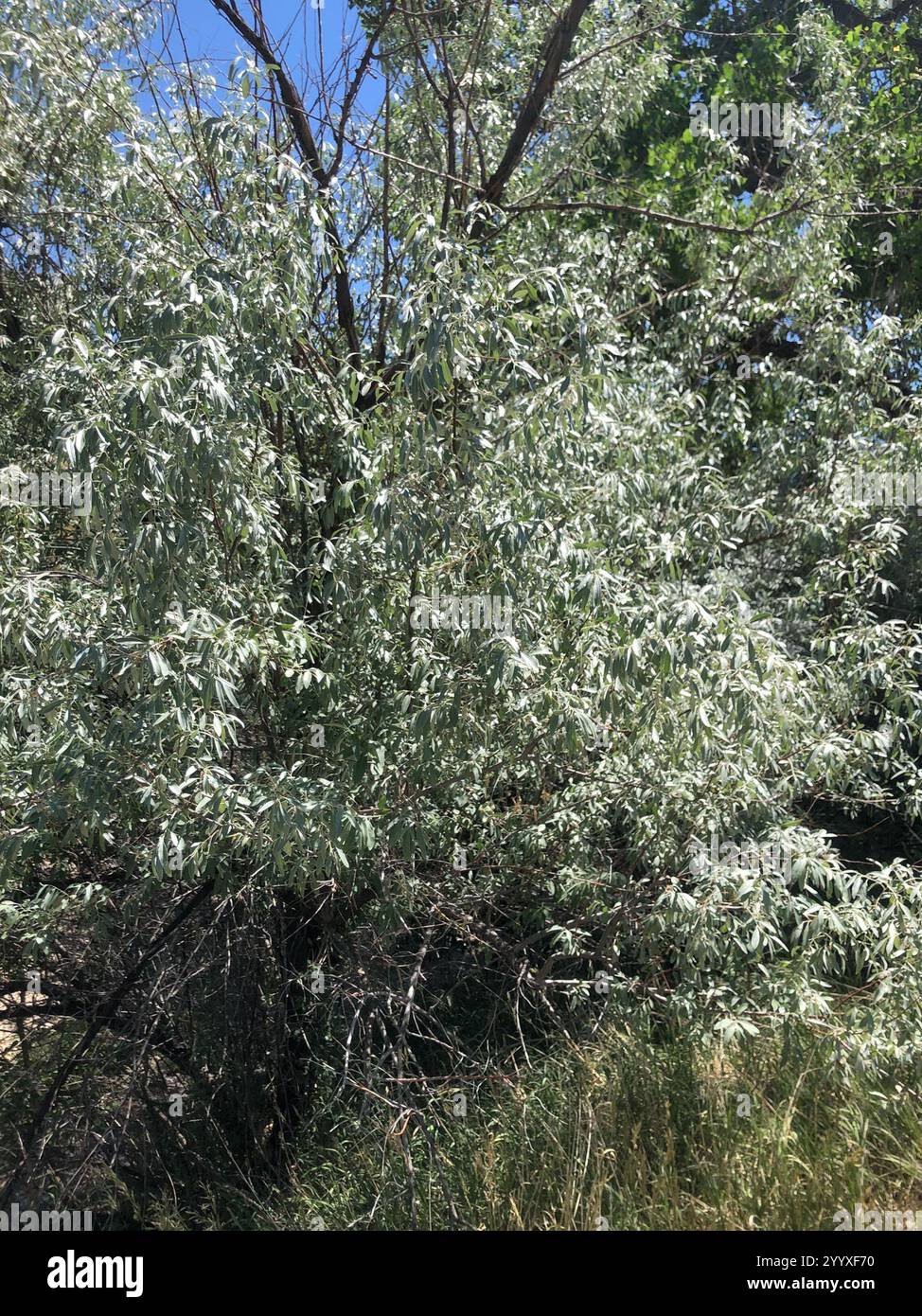 Russian olive (Elaeagnus angustifolia Stock Photo - Alamy