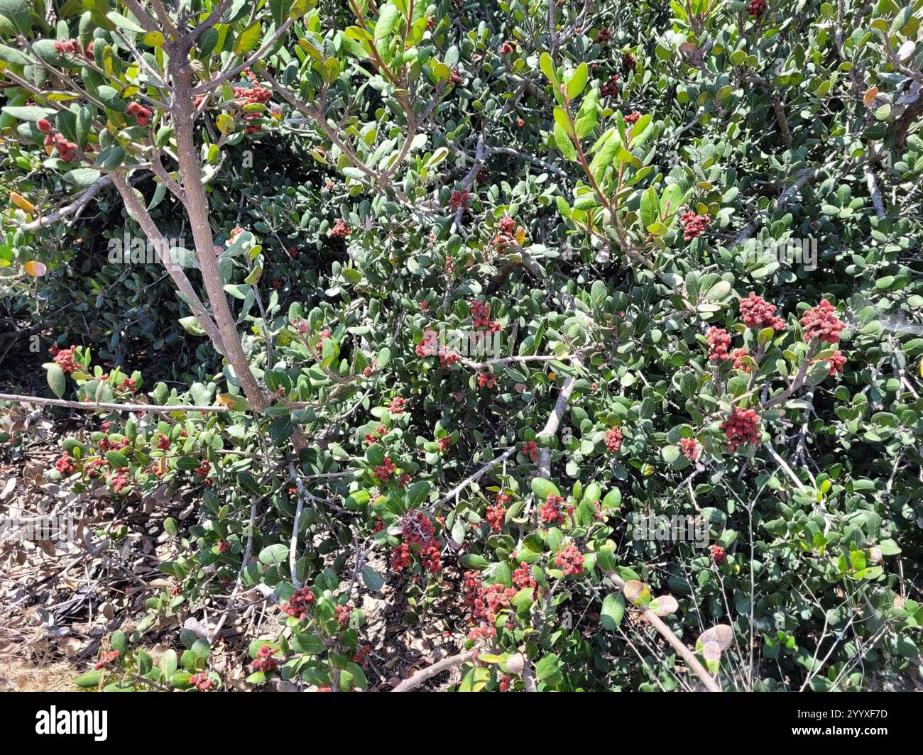lemonade berry (Rhus integrifolia Stock Photo - Alamy
