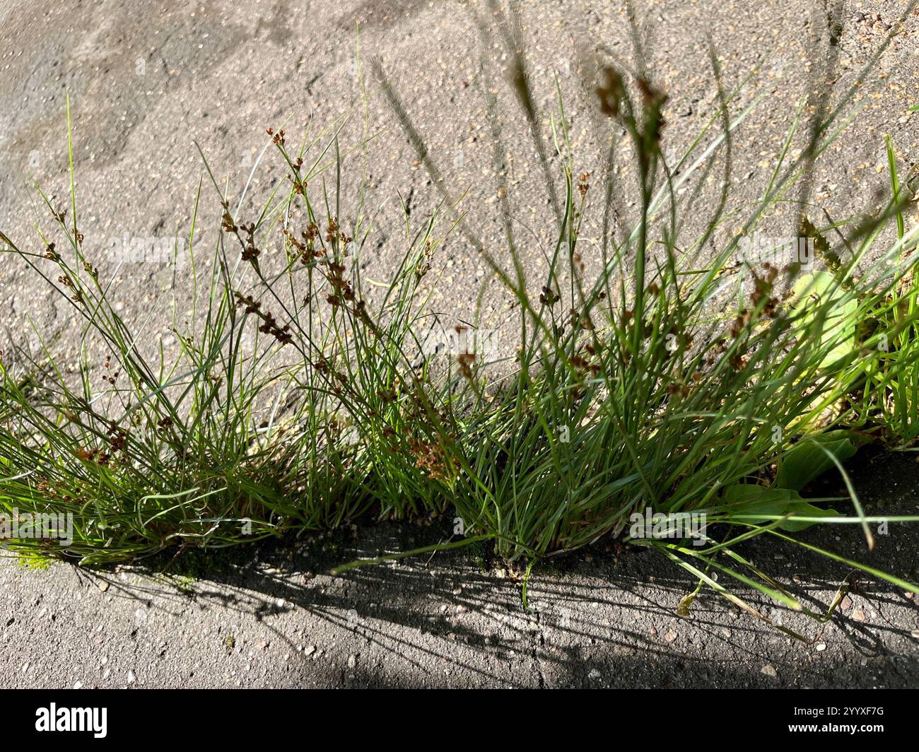 Flattened Rush (Juncus compressus Stock Photo - Alamy